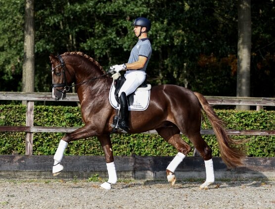 Entertainer Number One - Hengststation M. Beckmann