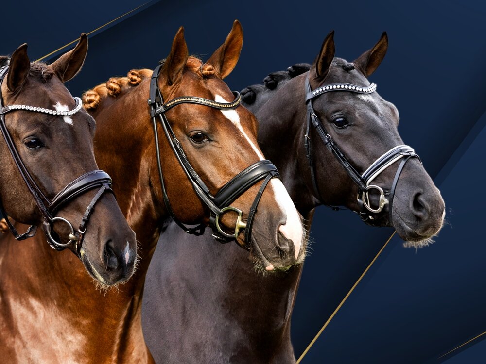 En - Hengststation M. Beckmann