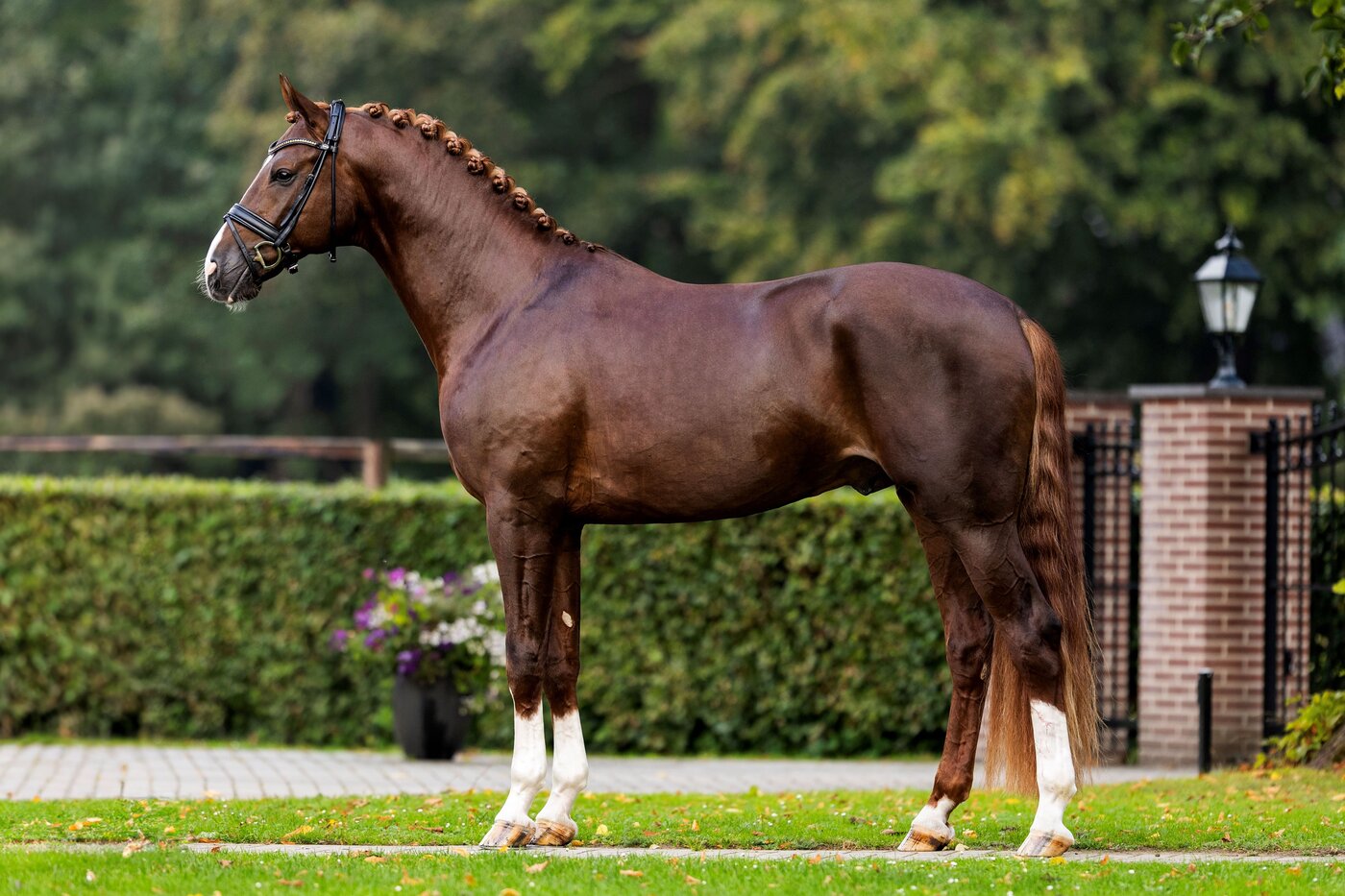 Entertainer Number One - Hengststation M. Beckmann