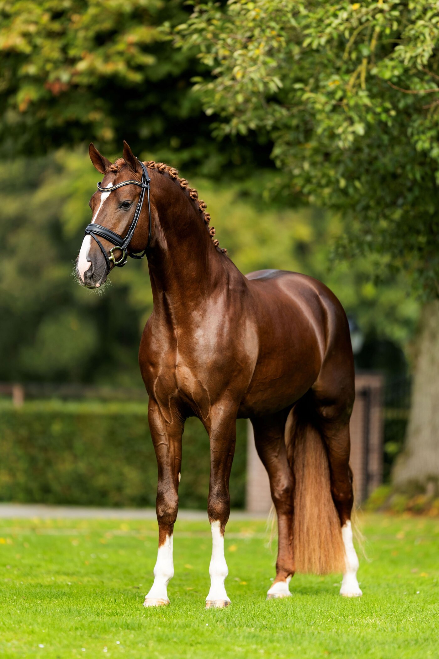 Entertainer Number One - Hengststation M. Beckmann