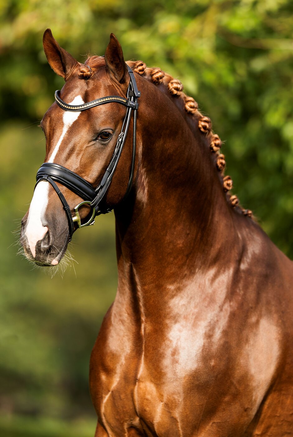 Entertainer Number One - Hengststation M. Beckmann