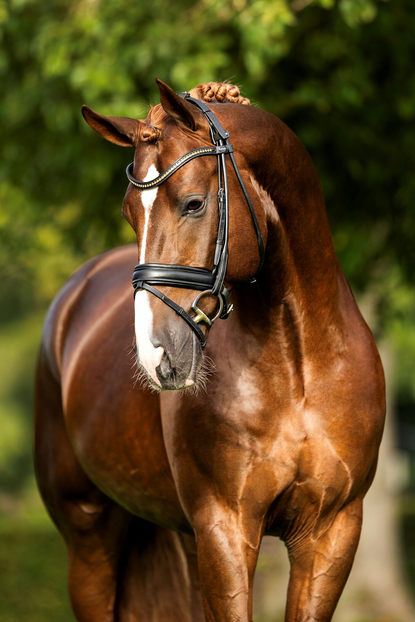 Entertainer Number One - Hengststation M. Beckmann