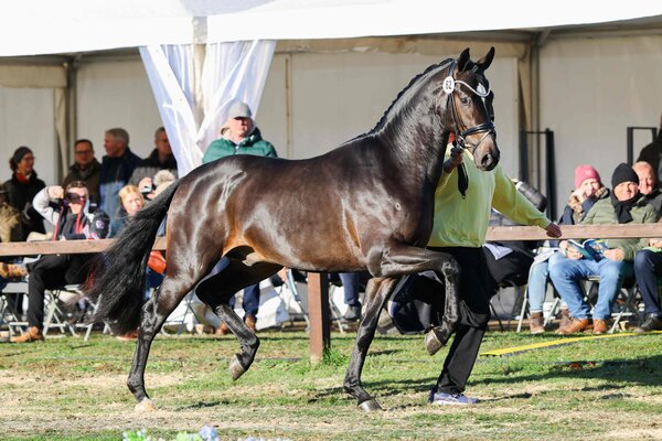 Escador - Hengststation M. Beckmann