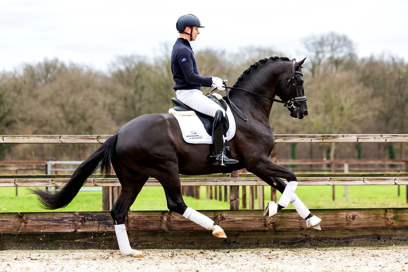 Fanegro - Hengststation M. Beckmann