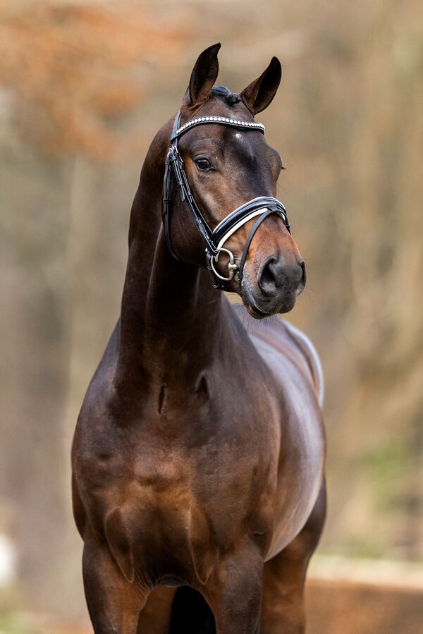 Vision - Hengststation M. Beckmann